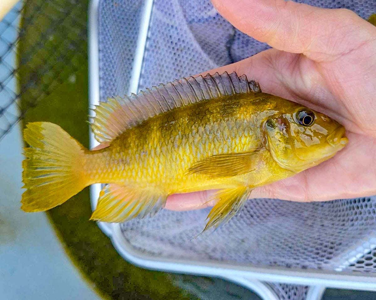 Bumblebee Mbuna Cichlid – Snake River Cichlids