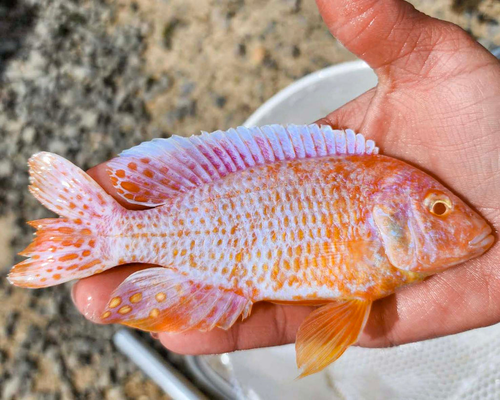 Showcase Fish – Snake River Cichlids
