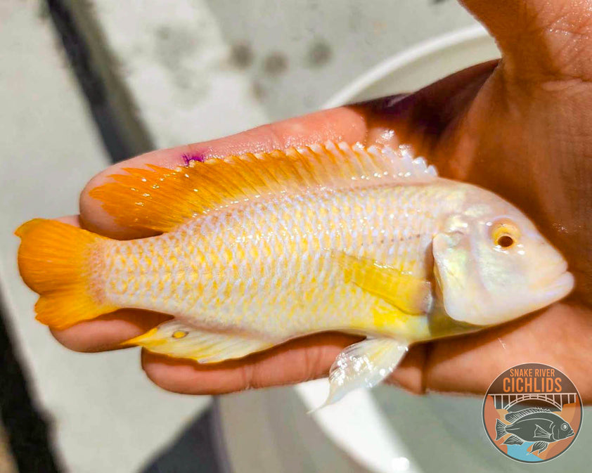 Albino Red Top Zebra Mbuna Cichlid – Snake River Cichlids