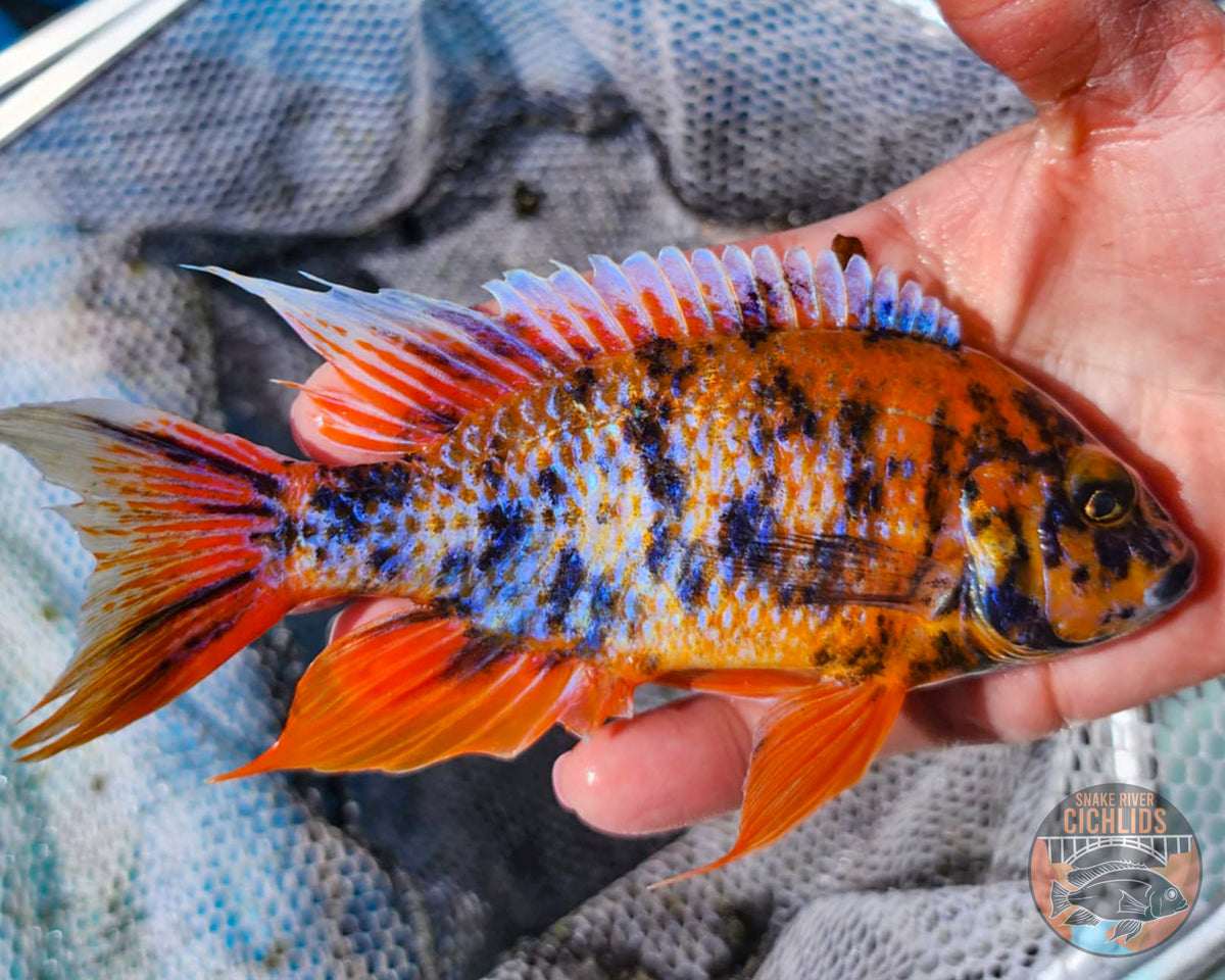 Eureka Red Jake OB Cichlid – Snake River Cichlids