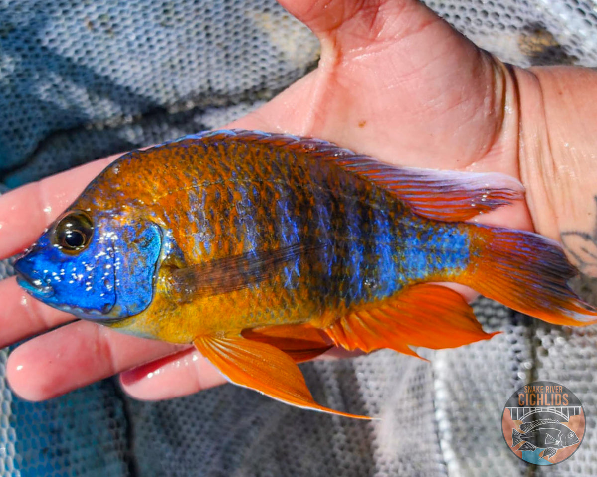 Eureka Red Jake Peacock Cichlid – Snake River Cichlids