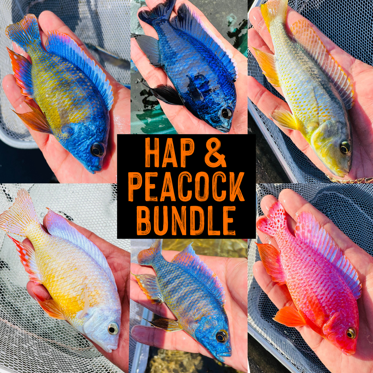 Hap & Peacock Bundle - 6 Males – Snake River Cichlids