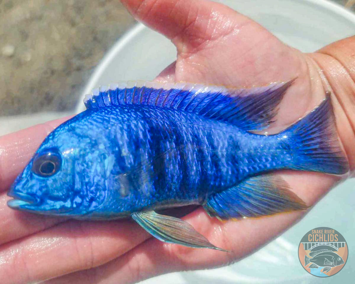 Iceberg Fryeri Hap Cichlid – Snake River Cichlids