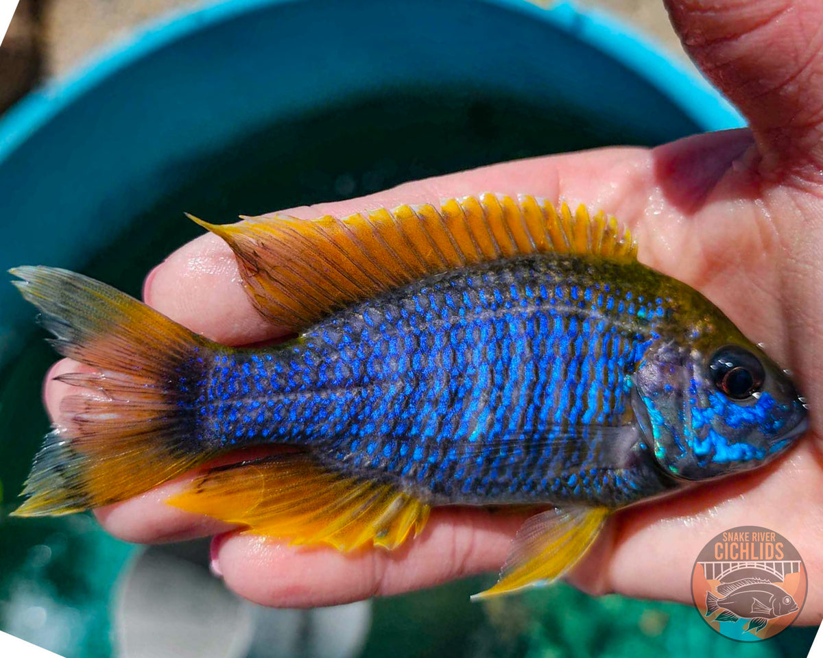 Lemon Jake Peacock Cichlid – Snake River Cichlids