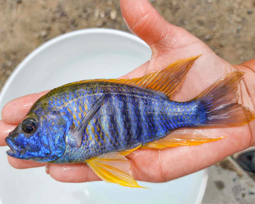 Showcase Fish – Snake River Cichlids
