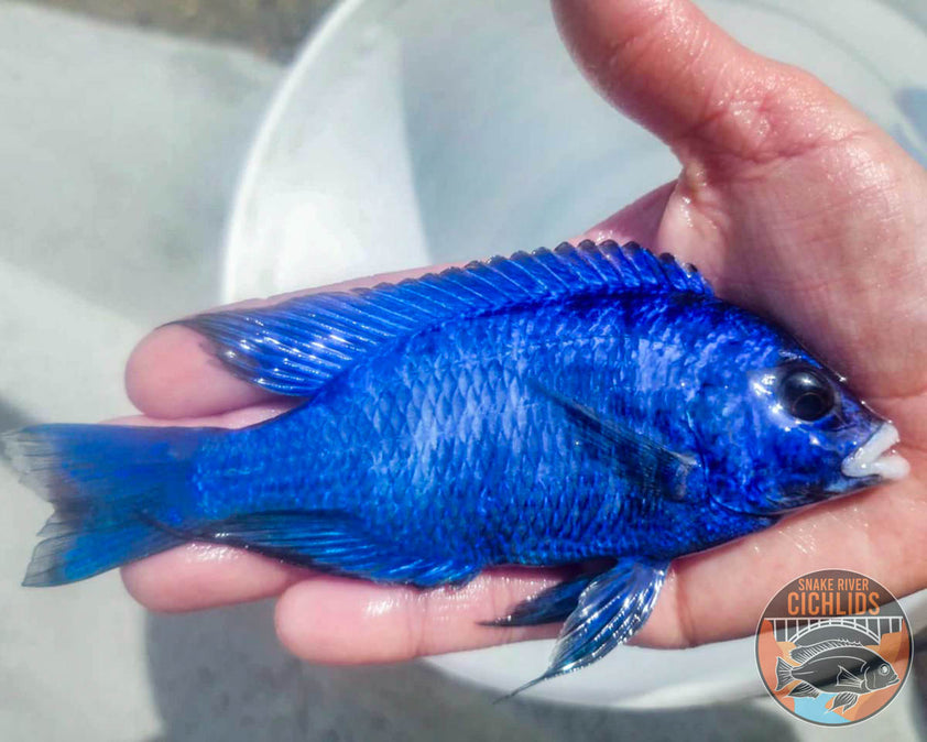 Mdoka White Lips Hap Cichlid – Snake River Cichlids