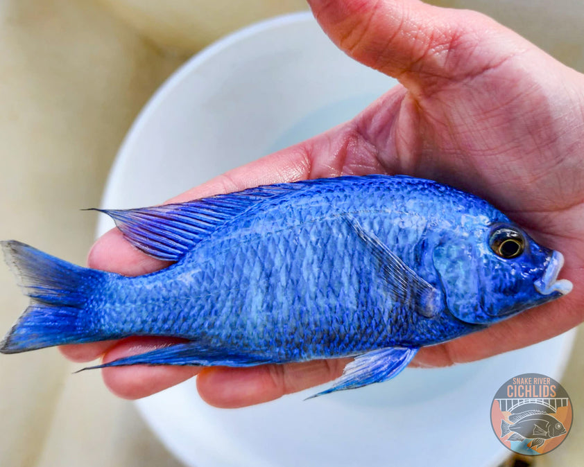 Mdoka White Lips Hap Cichlid – Snake River Cichlids