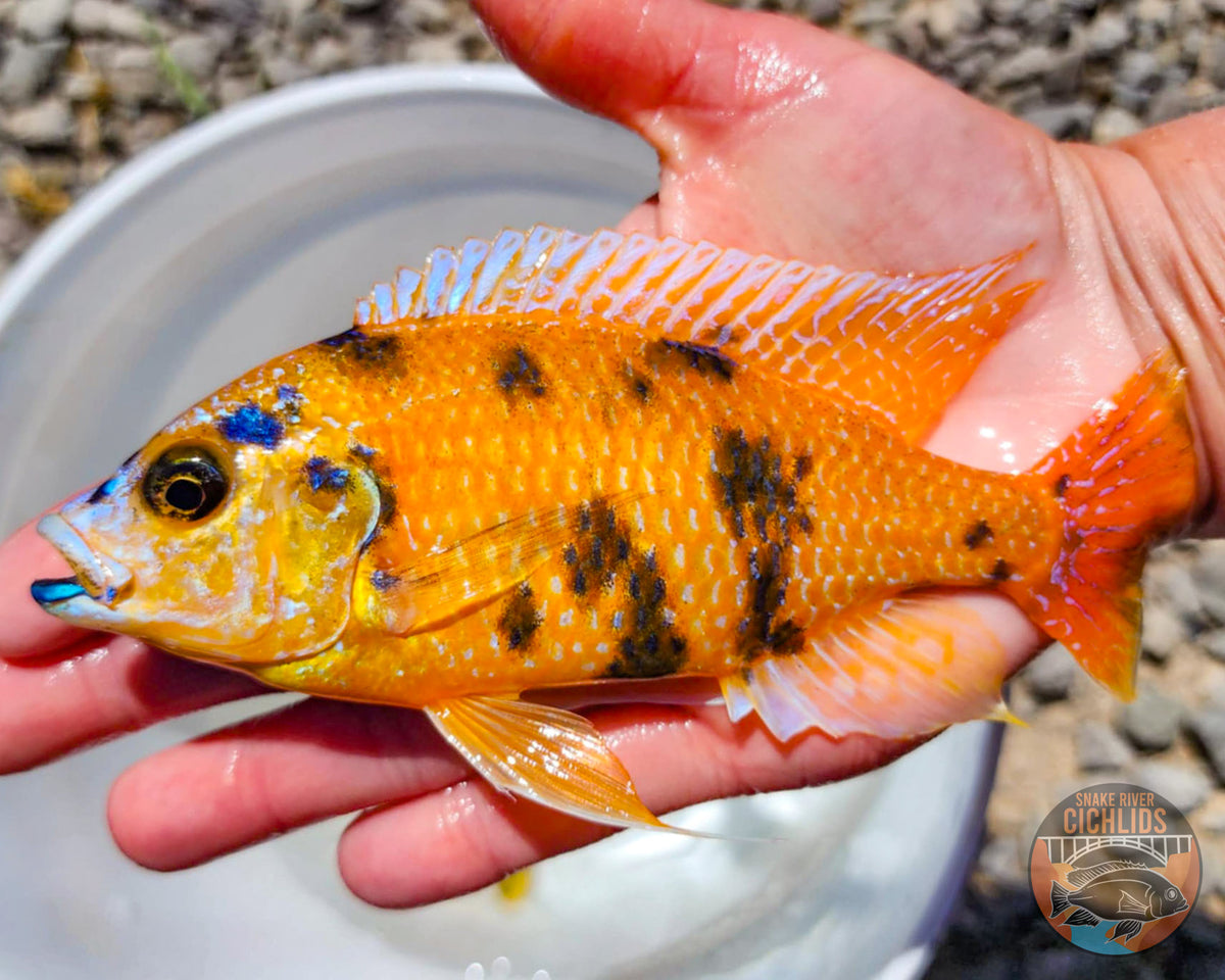 Platinum Red Fin Borleyi OB Cichlid – Snake River Cichlids