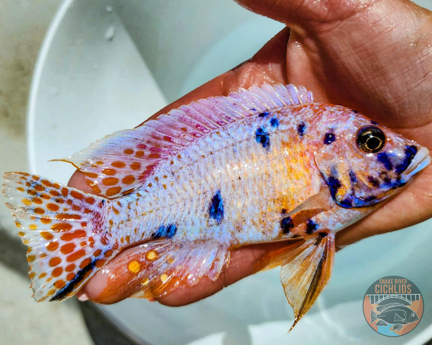 Platinum Raspberry OB Cichlid – Snake River Cichlids