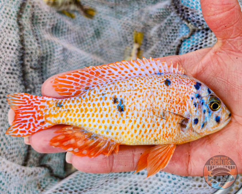 Platinum Red Empress OB Cichlid – Snake River Cichlids