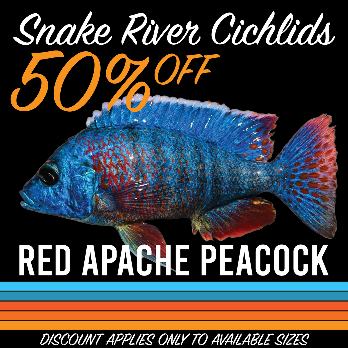 Red Apache Peacock Cichlid – Snake River Cichlids
