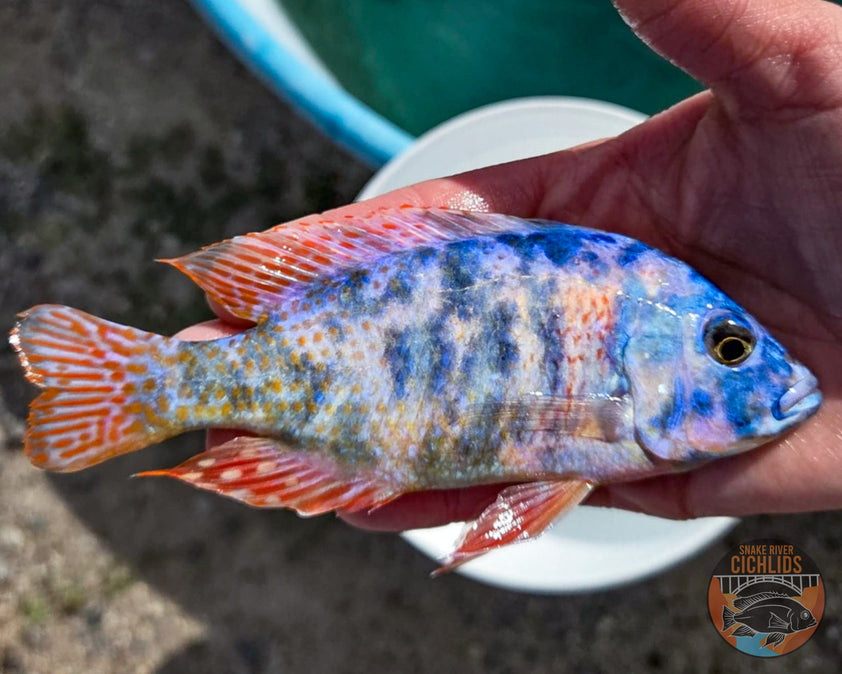 Red Empress OB Cichlid – Snake River Cichlids