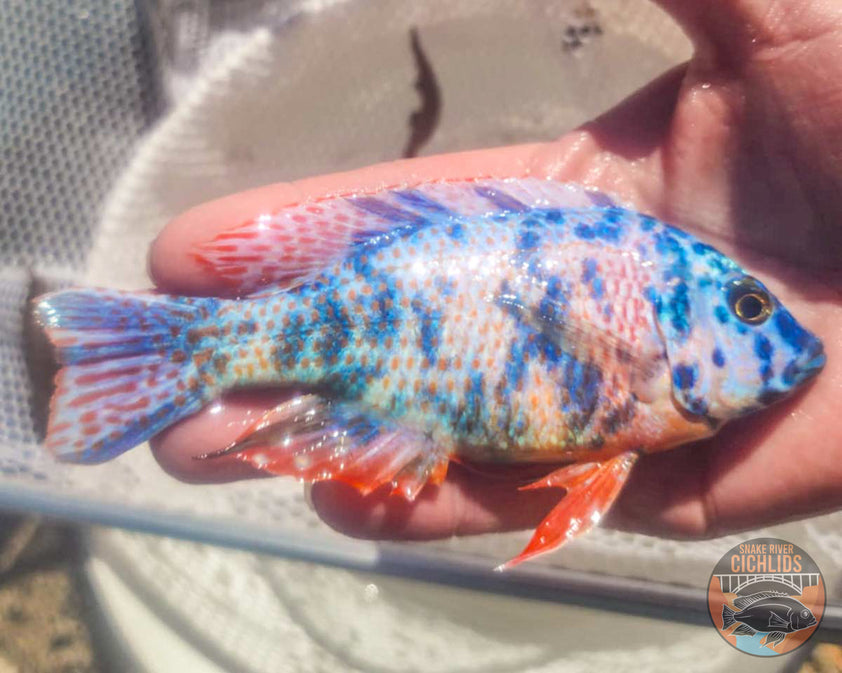 Red Empress OB Cichlid – Snake River Cichlids