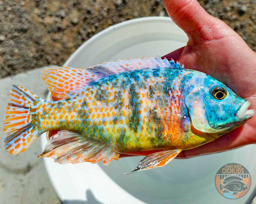 Red Empress OB Cichlid – Snake River Cichlids