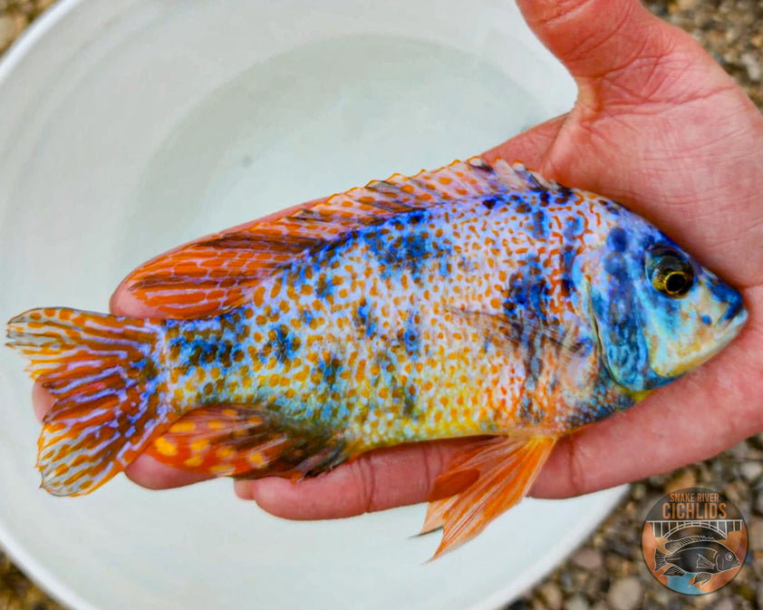 Red Empress OB Cichlid – Snake River Cichlids