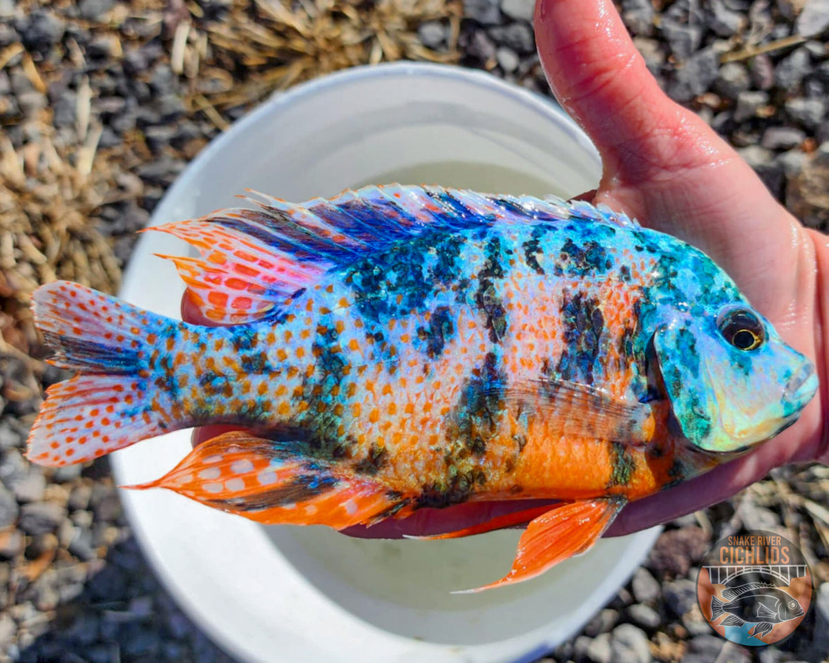 Red Empress OB Cichlid – Snake River Cichlids