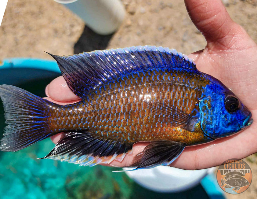 Red Fin Borleyi Hap Cichlid – Snake River Cichlids