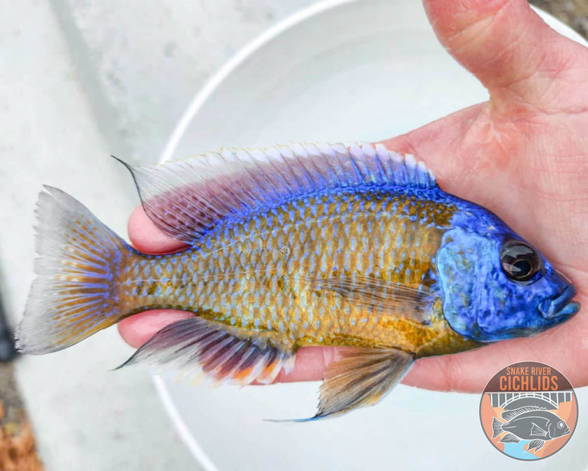 Red Fin Borleyi Hap Cichlid – Snake River Cichlids