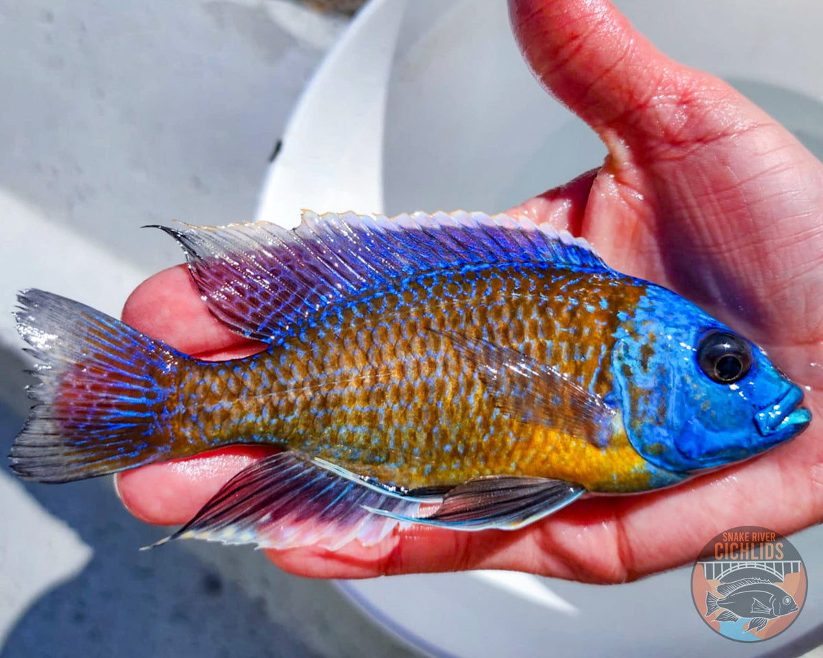 Red Fin Borleyi Hap Cichlid – Snake River Cichlids