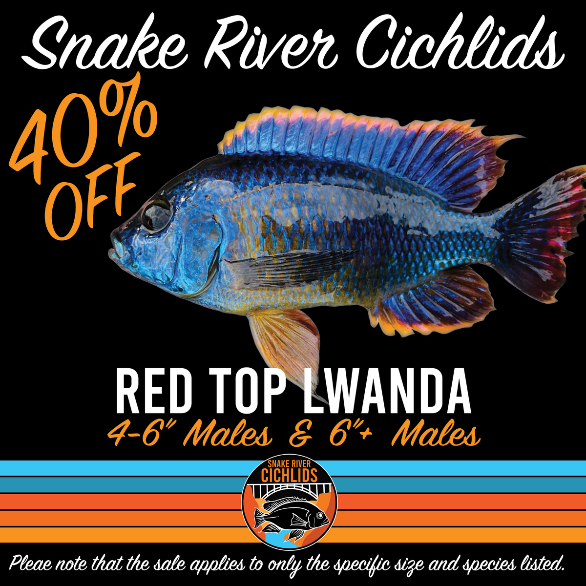 Red Top Lwanda Peacock Cichlid – Snake River Cichlids