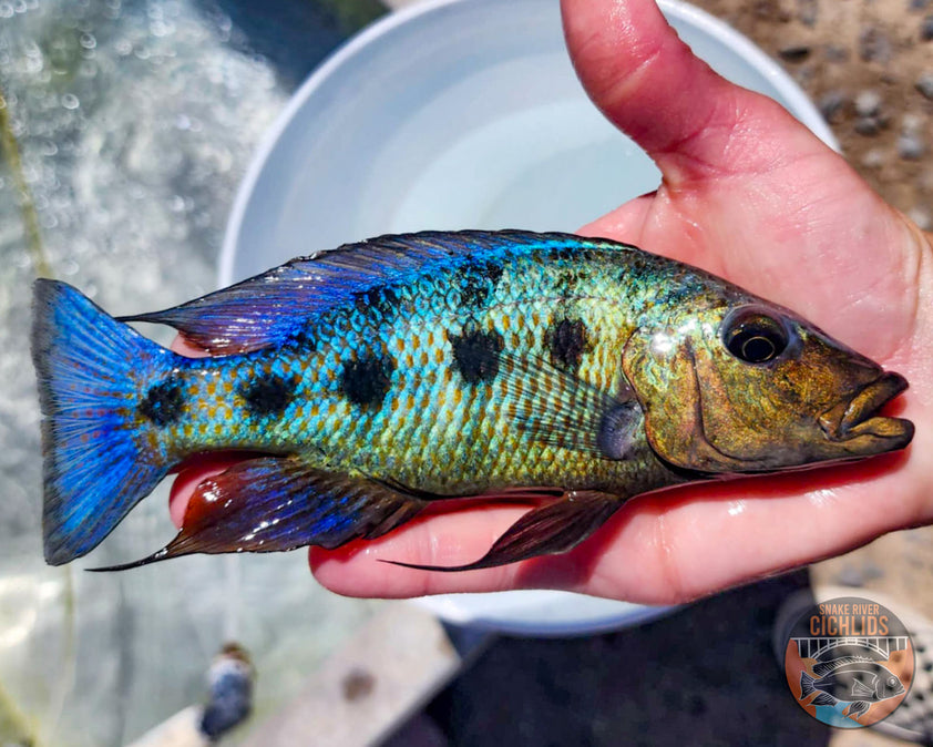 Sand Diver Hap Cichlid – Snake River Cichlids