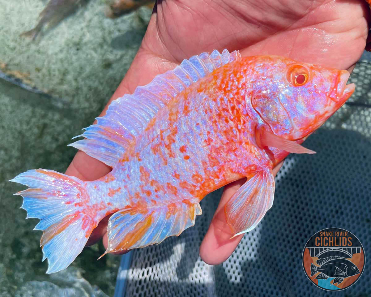 Albino OB Cichlid – Snake River Cichlids