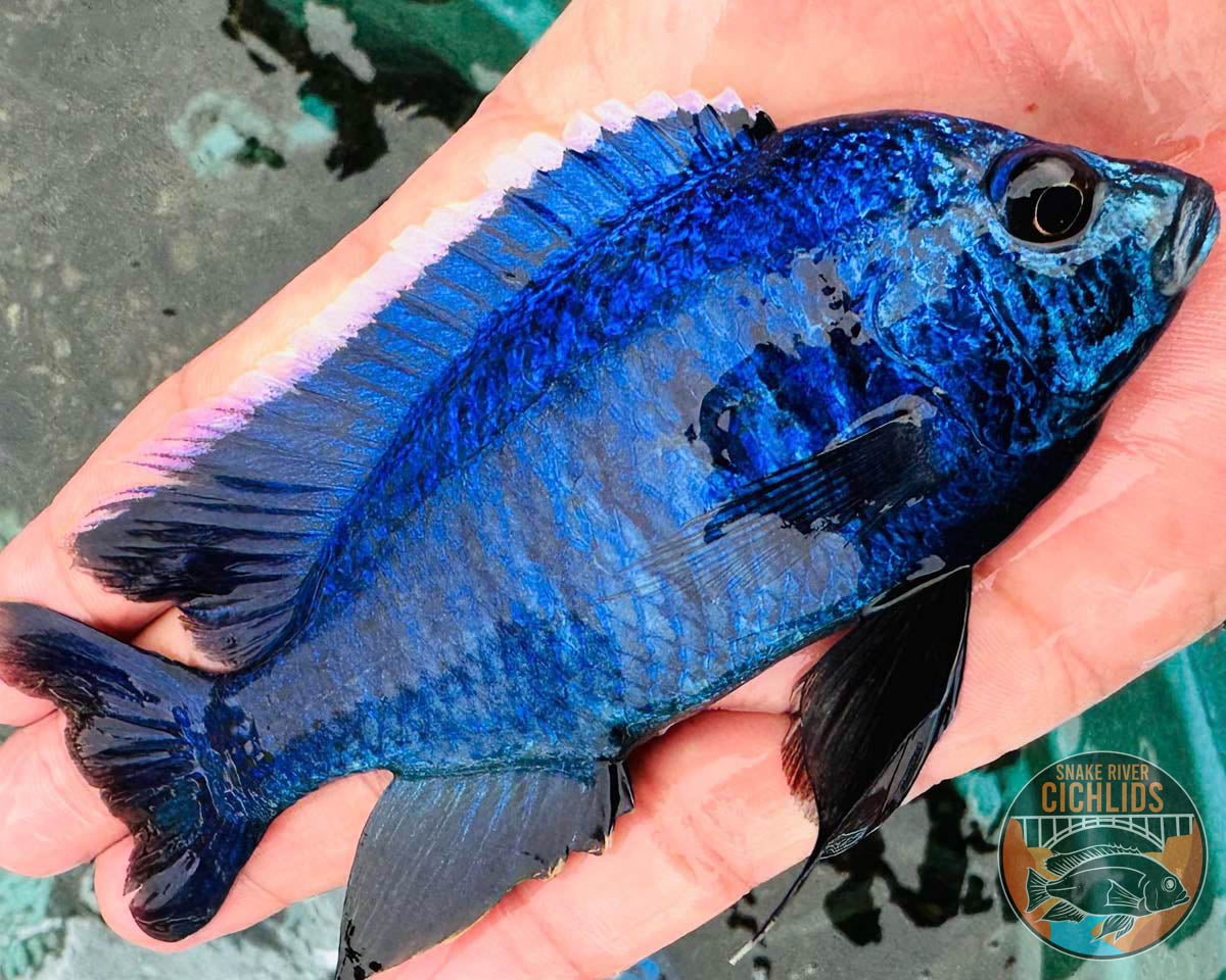 Azureus Hap Cichlid – Snake River Cichlids