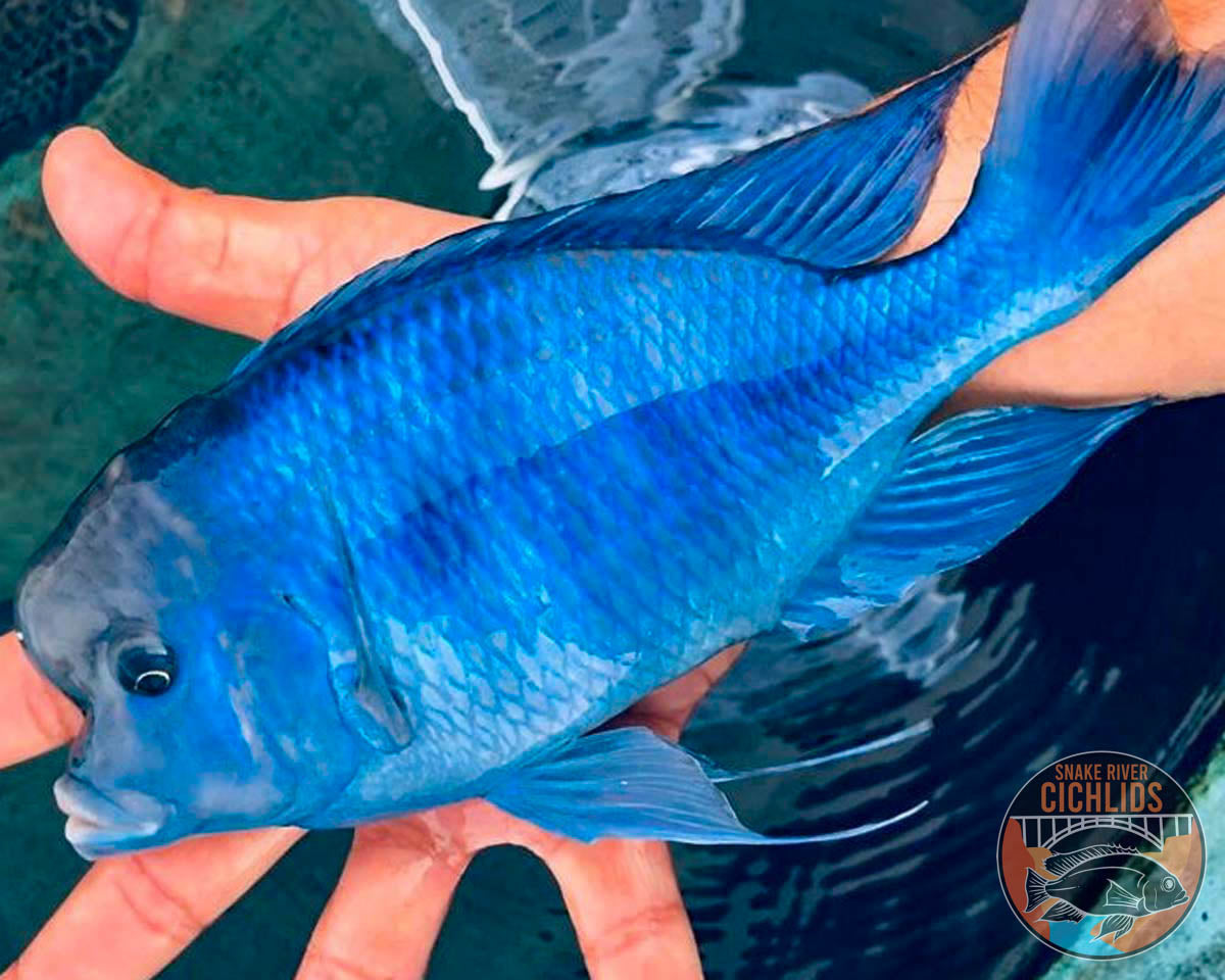 Blue Moorii Dolphin Hap Cichlid – Snake River Cichlids