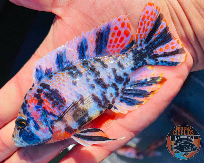 Blueberry OB Cichlid – Snake River Cichlids