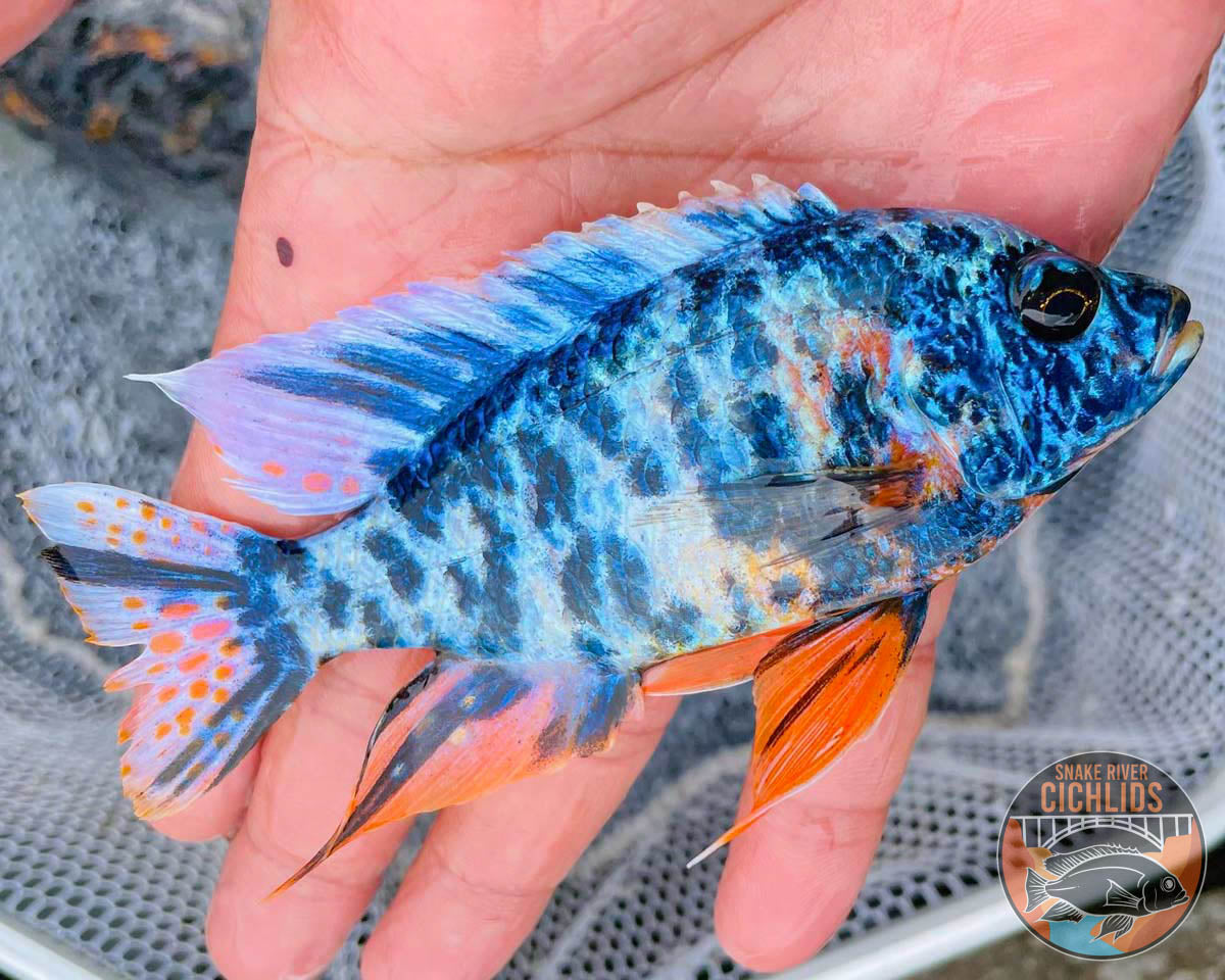 Blueberry OB Cichlid – Snake River Cichlids