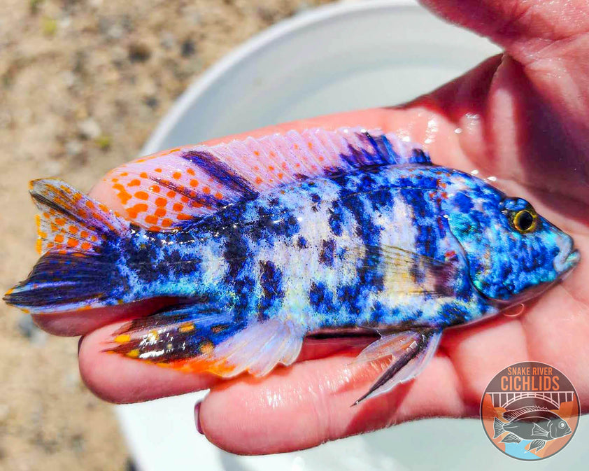 Blueberry OB Cichlid – Snake River Cichlids