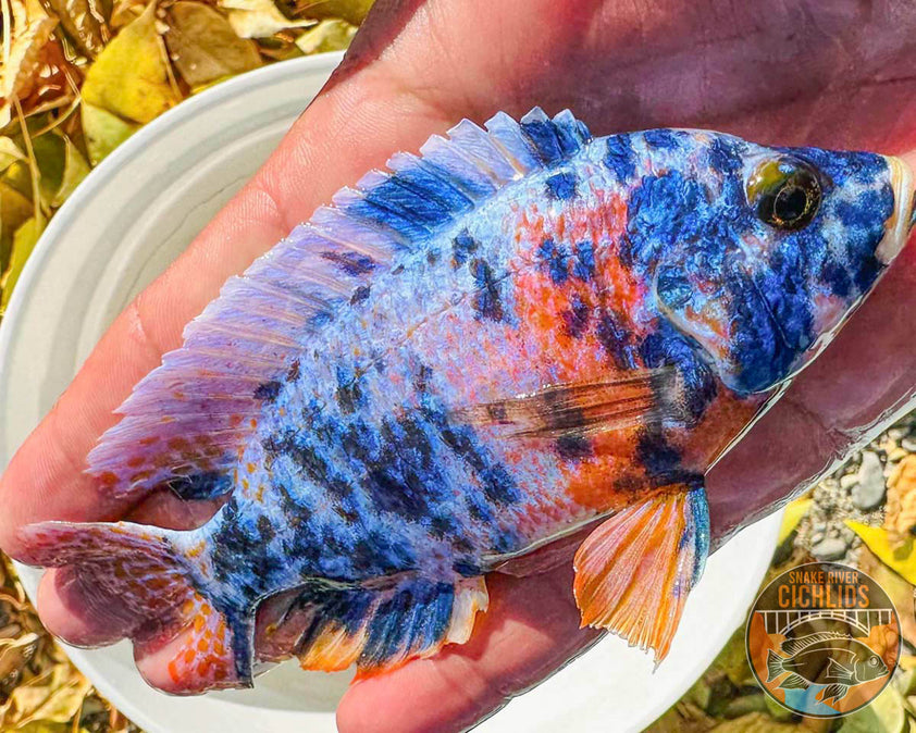 Blueberry OB Cichlid – Snake River Cichlids