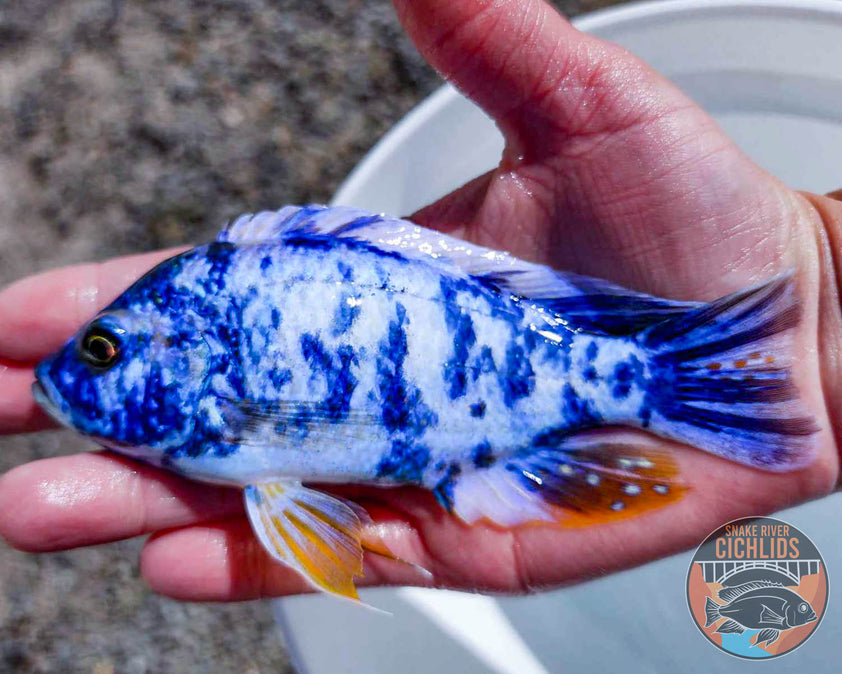 Blueberry OB Cichlid – Snake River Cichlids