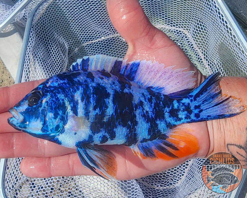 Blueberry OB Cichlid – Snake River Cichlids