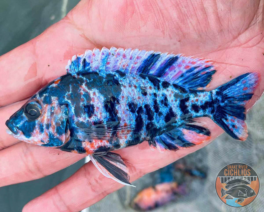 Blueberry OB Cichlid – Snake River Cichlids