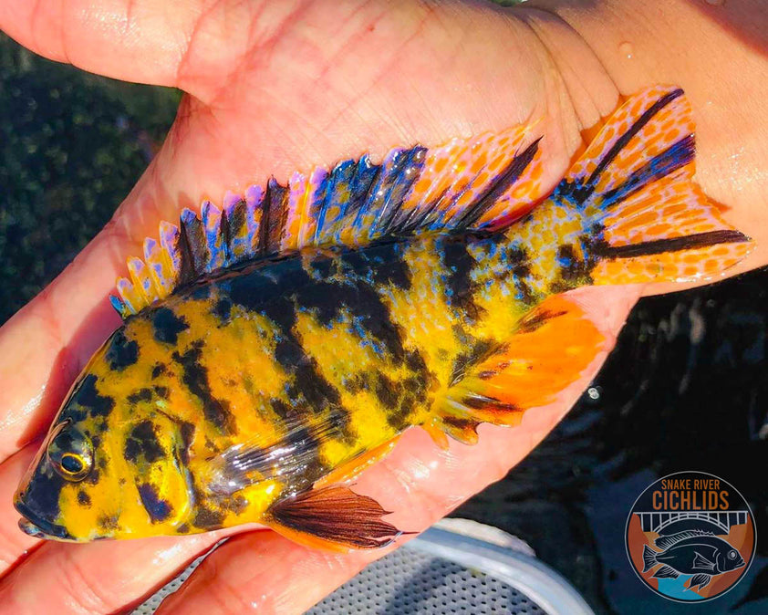Canary Yellow OB Cichlid – Snake River Cichlids