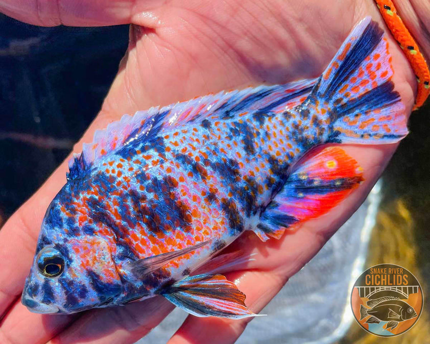 Snake River Cichlids