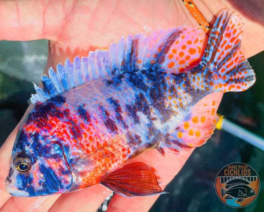 Snake River Cichlids