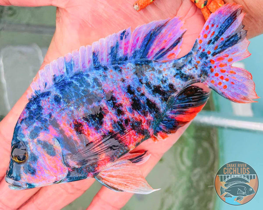 Snake River Cichlids