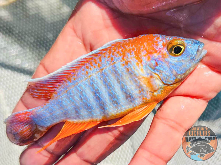Eureka Red Jake Peacock Cichlid – Snake River Cichlids