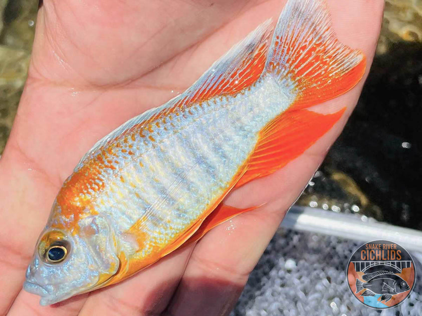 Eureka Red Jake Peacock Cichlid – Snake River Cichlids