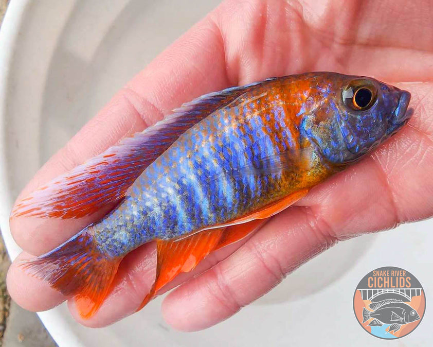 Eureka Red Jake Peacock Cichlid – Snake River Cichlids
