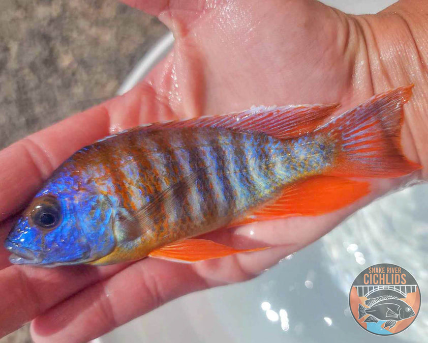 Eureka Red Jake Peacock Cichlid – Snake River Cichlids