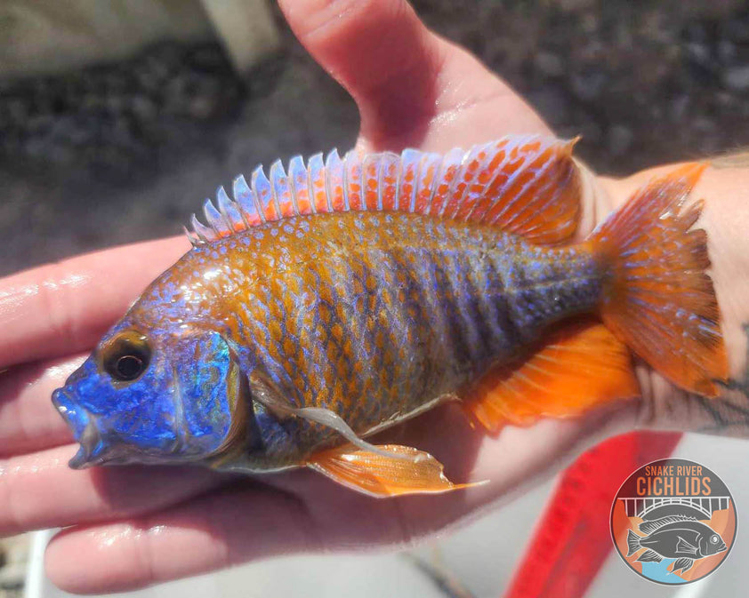 Eureka Red Jake Peacock Cichlid – Snake River Cichlids