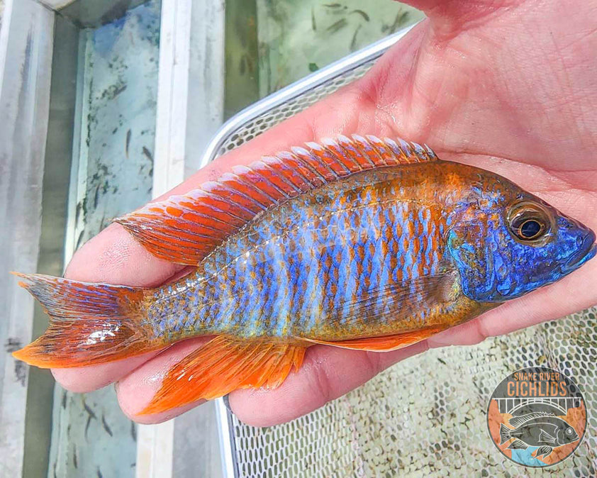 Eureka Red Jake Peacock Cichlid – Snake River Cichlids