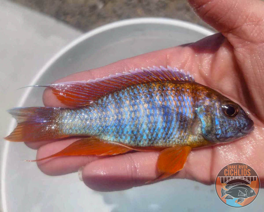 Eureka Red Jake Peacock Cichlid – Snake River Cichlids