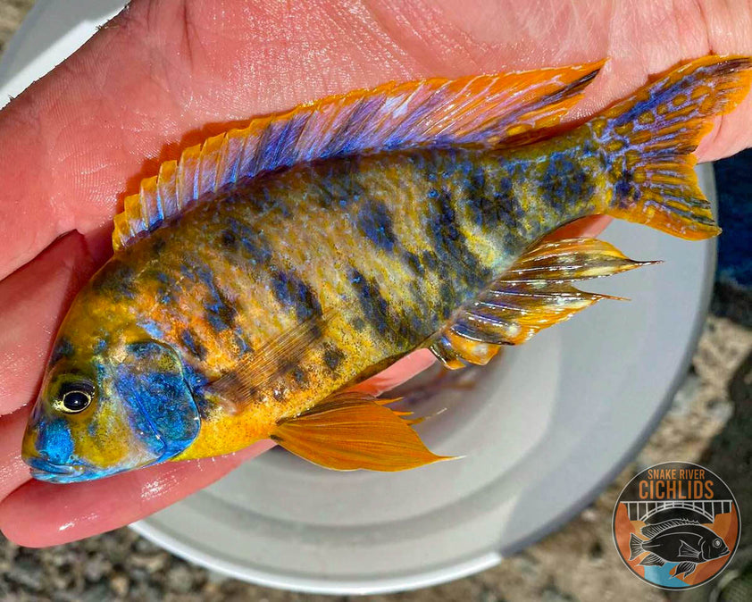 Eureka Red Jake OB Cichlid – Snake River Cichlids