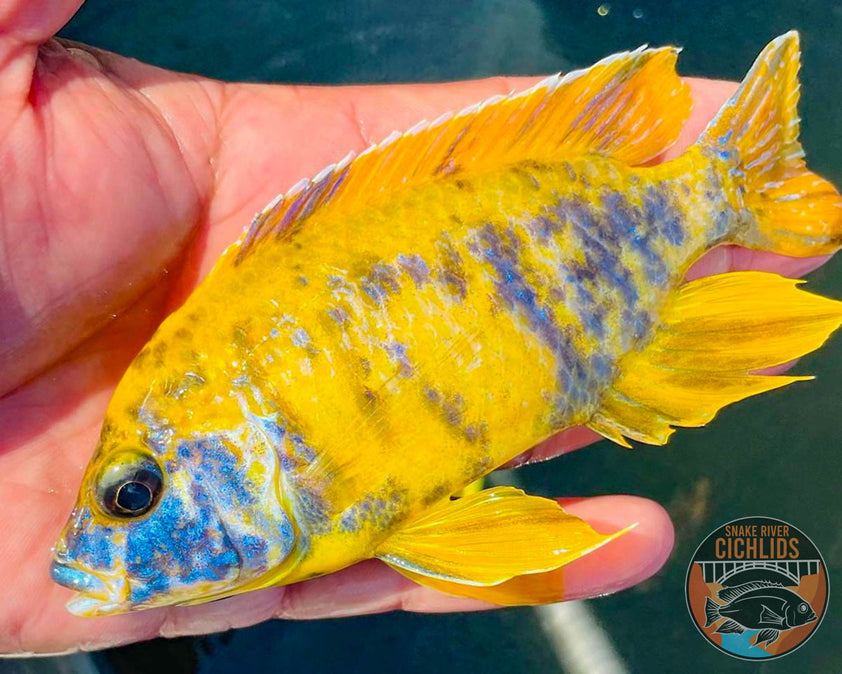 Eureka Red Jake OB Cichlid – Snake River Cichlids