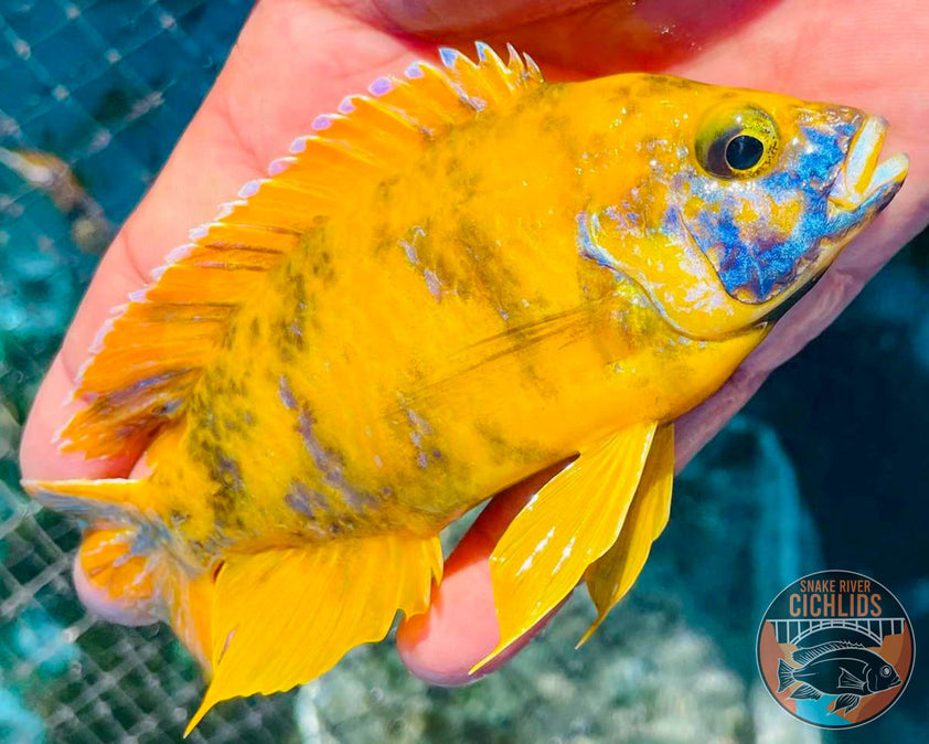 Eureka Red Jake OB Cichlid – Snake River Cichlids