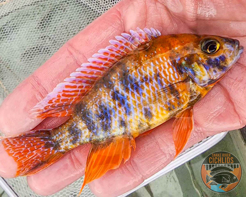 Eureka Red Jake OB Cichlid – Snake River Cichlids